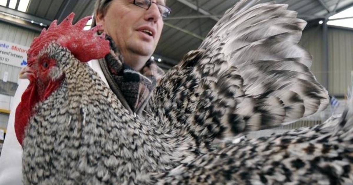 Hollandse haan steelt de show | Walcheren | pzc.nl