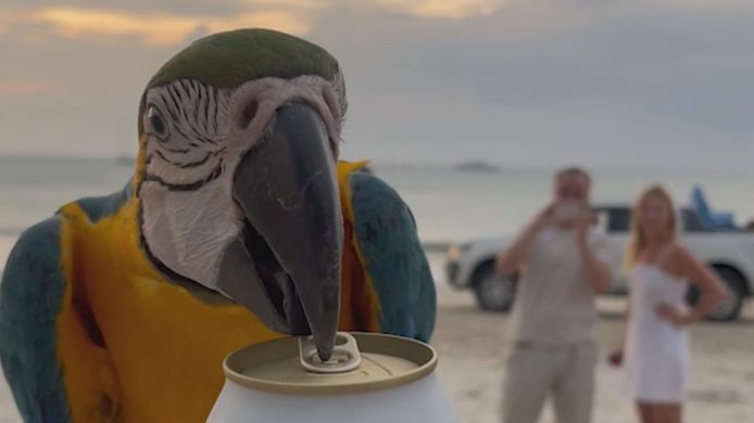 Ce perroquet intelligent a un talent insolite | Insolite | 7sur7.be