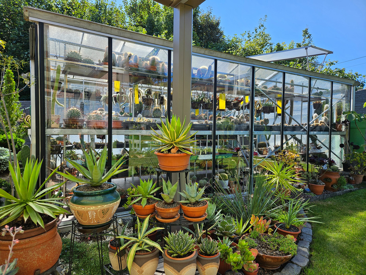 MIJN TUIN. De duizend cactussen van Sabine en Dirk: “Als de ...