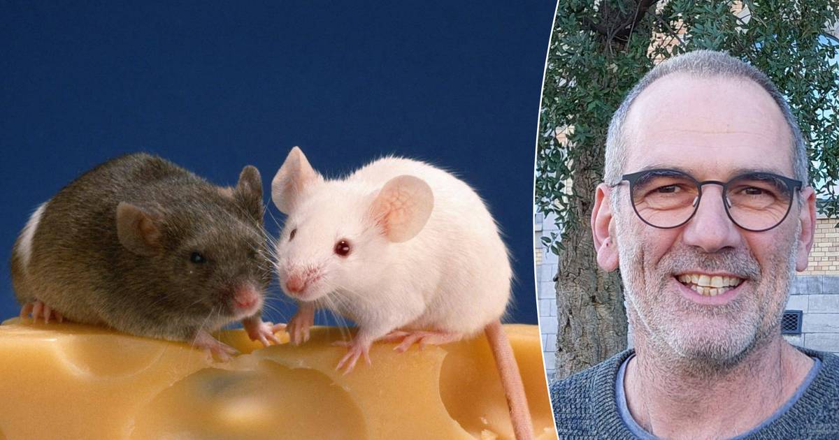 Leuven kampt met muizenplaag, de rest van Vlaanderen ook? En hoe ...