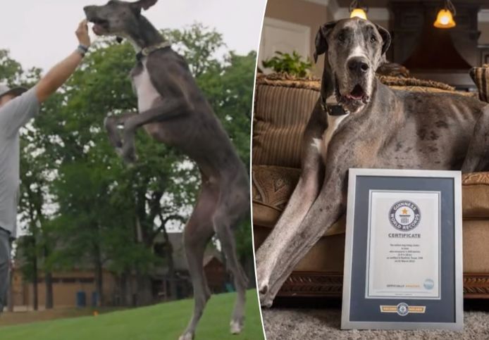 Deense dog Zeus (1,04 meter) is grootste hond ter wereld: “Als puppy ...