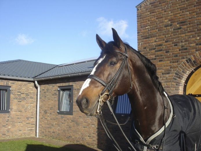 Ambtenaar Heelsum fokte nieuwe paard Anky | Arnhem | gelderlander.nl