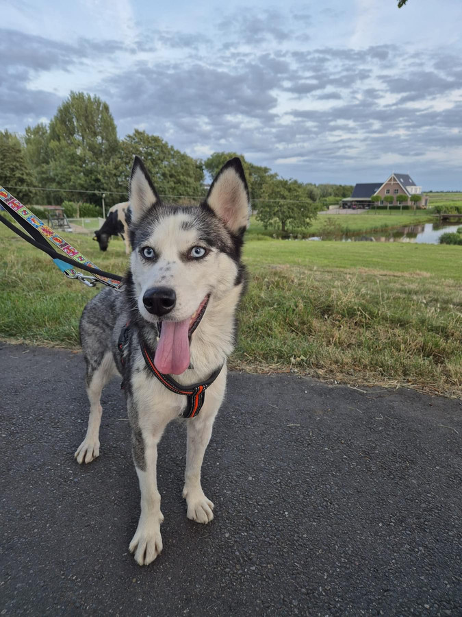 Broodmager, ziek en aan de ketting in kennel met 1500 honden ...