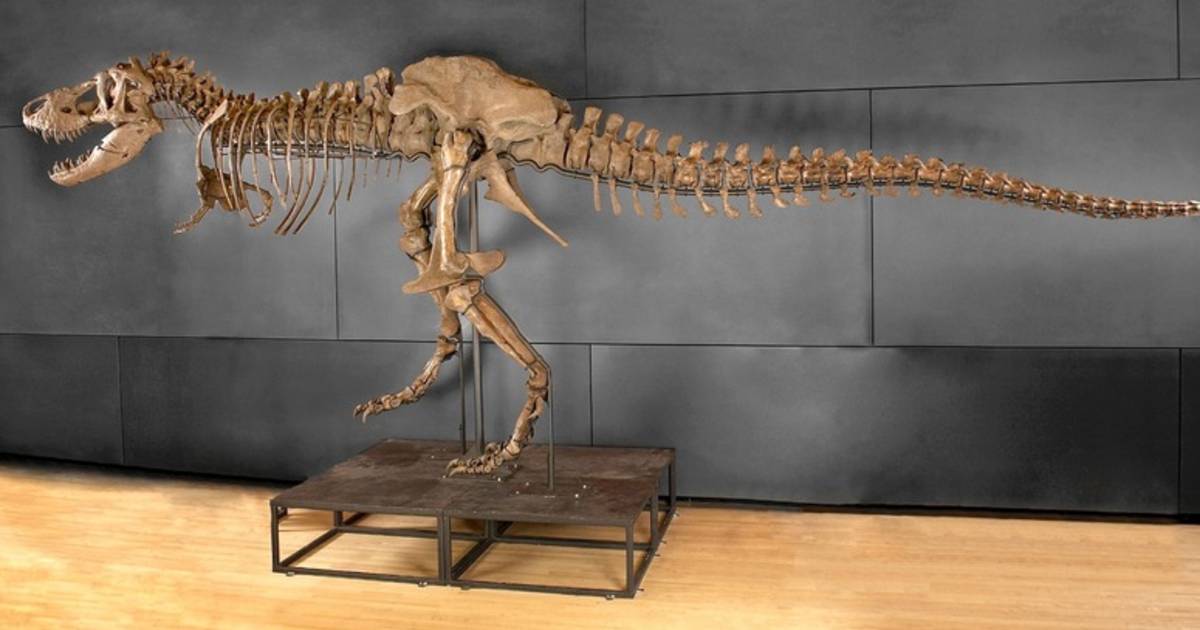Naturalis vindt tyrannosaurus rex in Montana | Binnenland | AD.nl