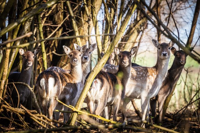 Plan om deel damherten nu al af te schieten wekt woede: ‘Provincie ...