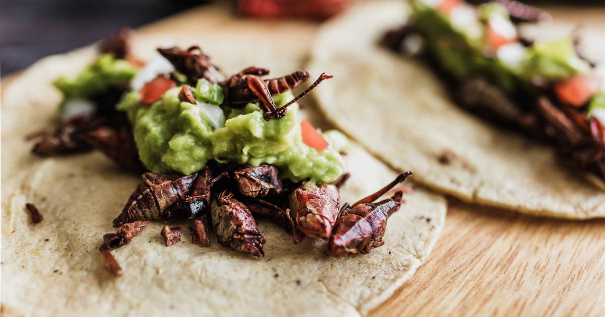 Insecten op het menu: ‘Ik gooi weleens krekelballetjes in de oven als ...