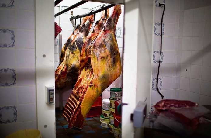 Stelling | Paarden horen niet (meer) in het slachthuis | Opinie | bd.nl