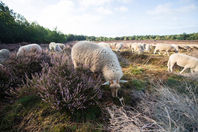 Herders krijgen hun zin: provincie belooft meer zekerheid voor ...