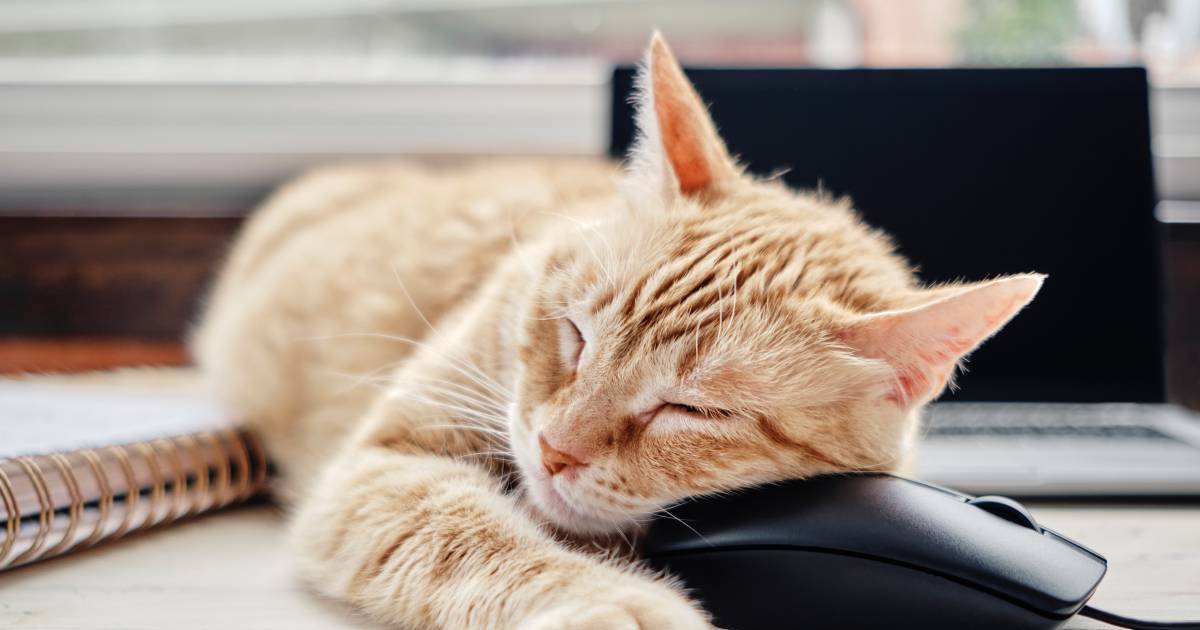 Nieuwe computermuis nodig? Hier moet je op letten | Tech | AD.nl