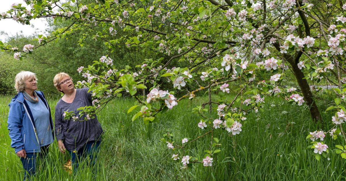Raadsleden willen dat er minstens één boom komt per woning: ‘Bomen zijn ...