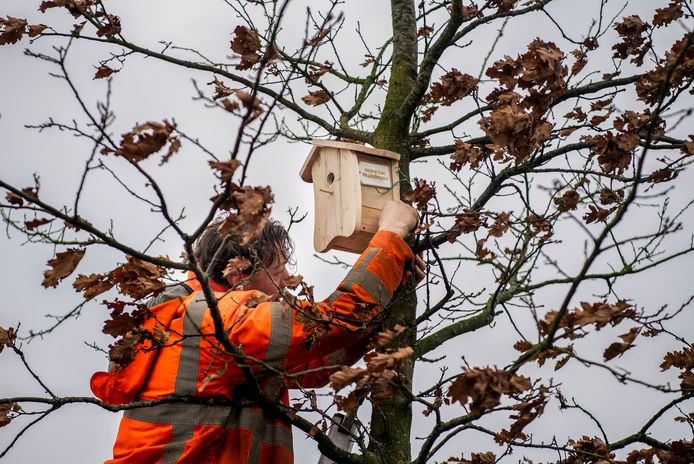 Dordrecht krijgt 100 nestkastjes om overlast eikenprocessierups te beperken | Dordrecht | AD.nl
