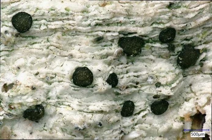 Primeur voor Bos van Aa: voor het eerst boommuggenstrontjesmos in ons ...