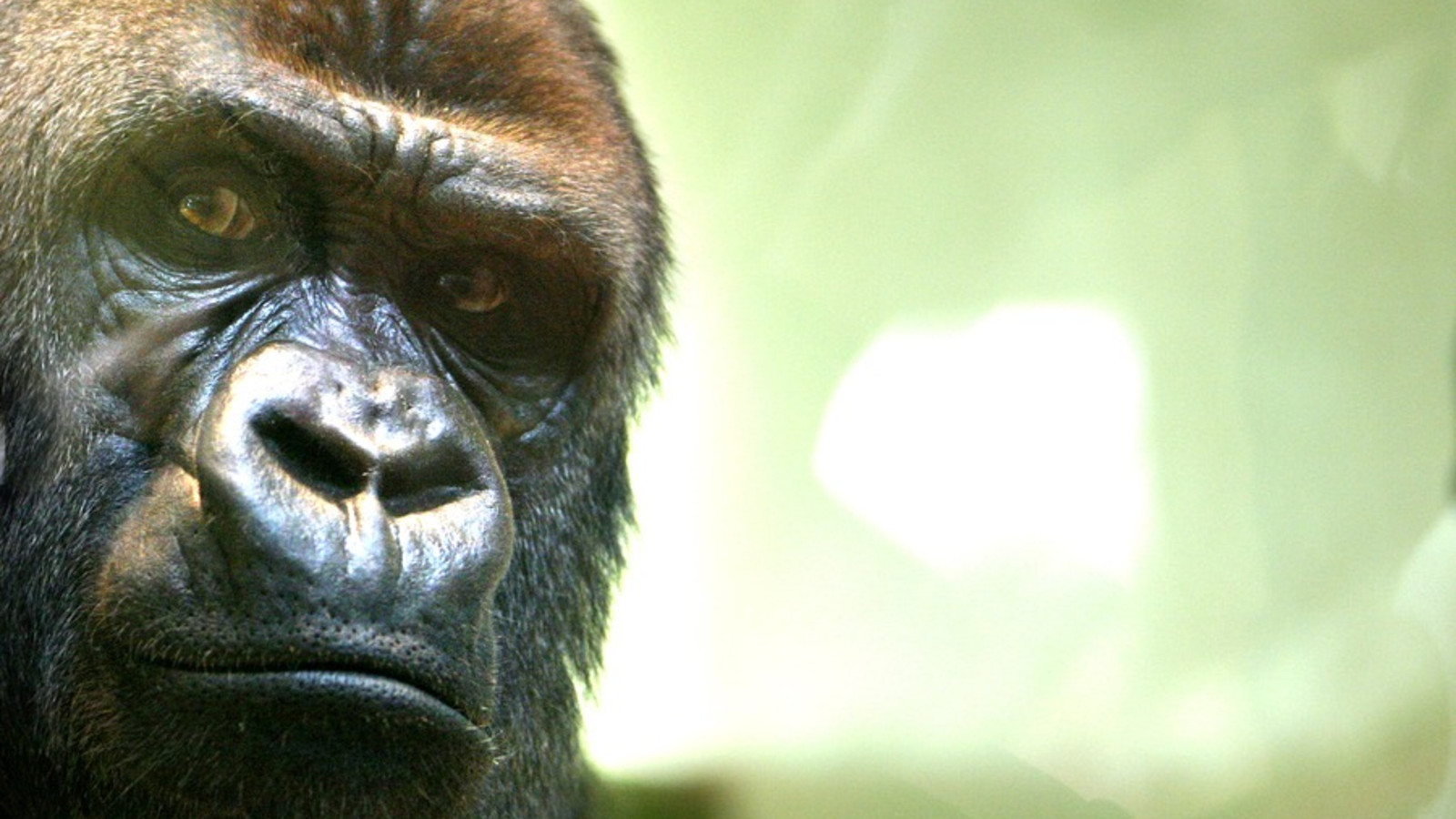 Yvonne ondergaat nog steeds operaties na aanval Bokito | Foto | AD.nl