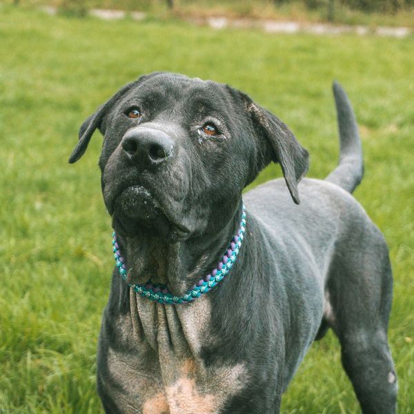 Zito transformeerde in het dierenasiel van een trieste, zieke hond naar ...