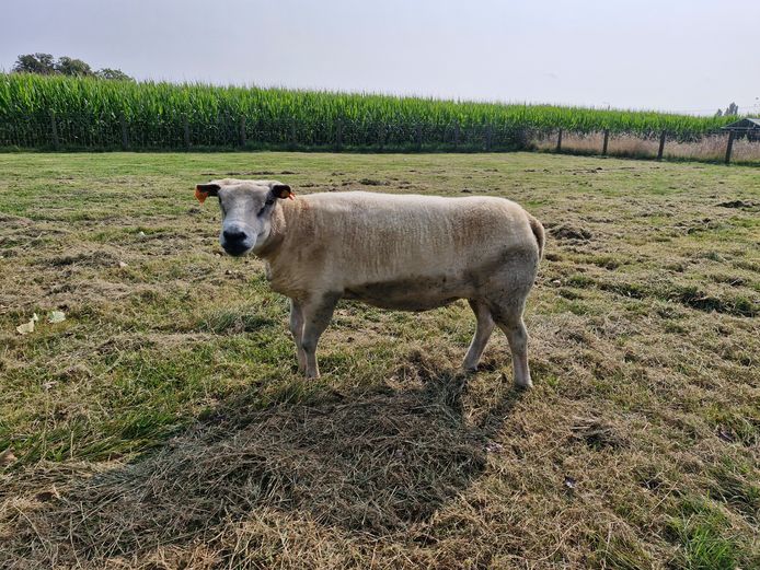 Ook in Pittem ligt er al bijna een week een dood schaap op de oprit ...