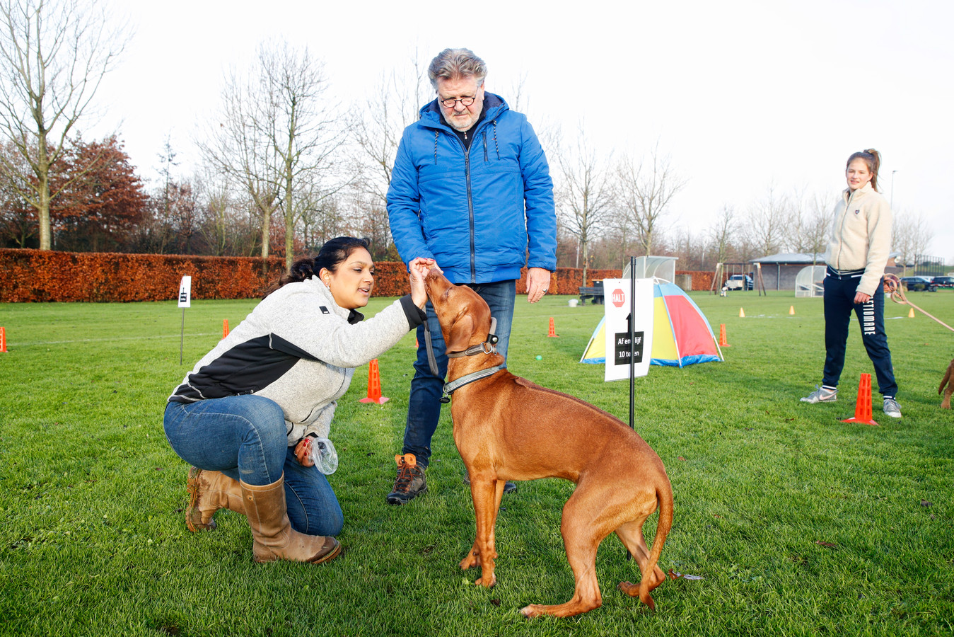 Heel Utrecht koopt een coronahond, dus de puppyscholen zitten vol: ‘Het ...