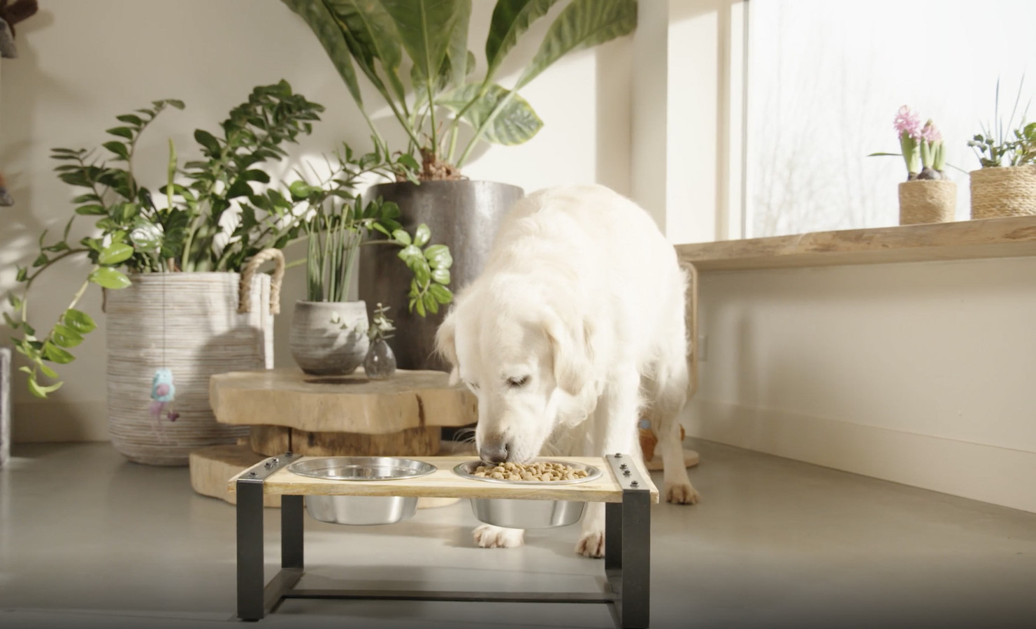 Voor een blije viervoeter: zo kies je de juiste voeding voor je hond of ...