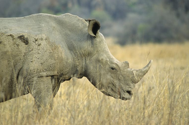 Red de neushoorn, print zijn hoorn | De Morgen