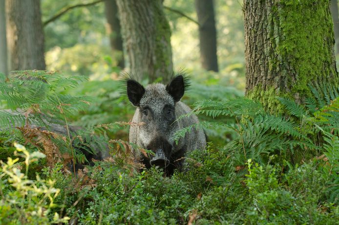 Nog amper een zwijn in het bos te zien, maar toch worden ze ook dit ...