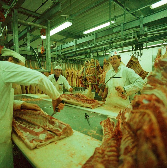 De messen worden geslepen in het slachthuis | Helmond | AD.nl