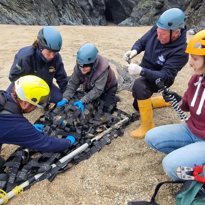 Zeehond Commuter na zes jaar bevrijd van plastic afdichtingsring rond ...