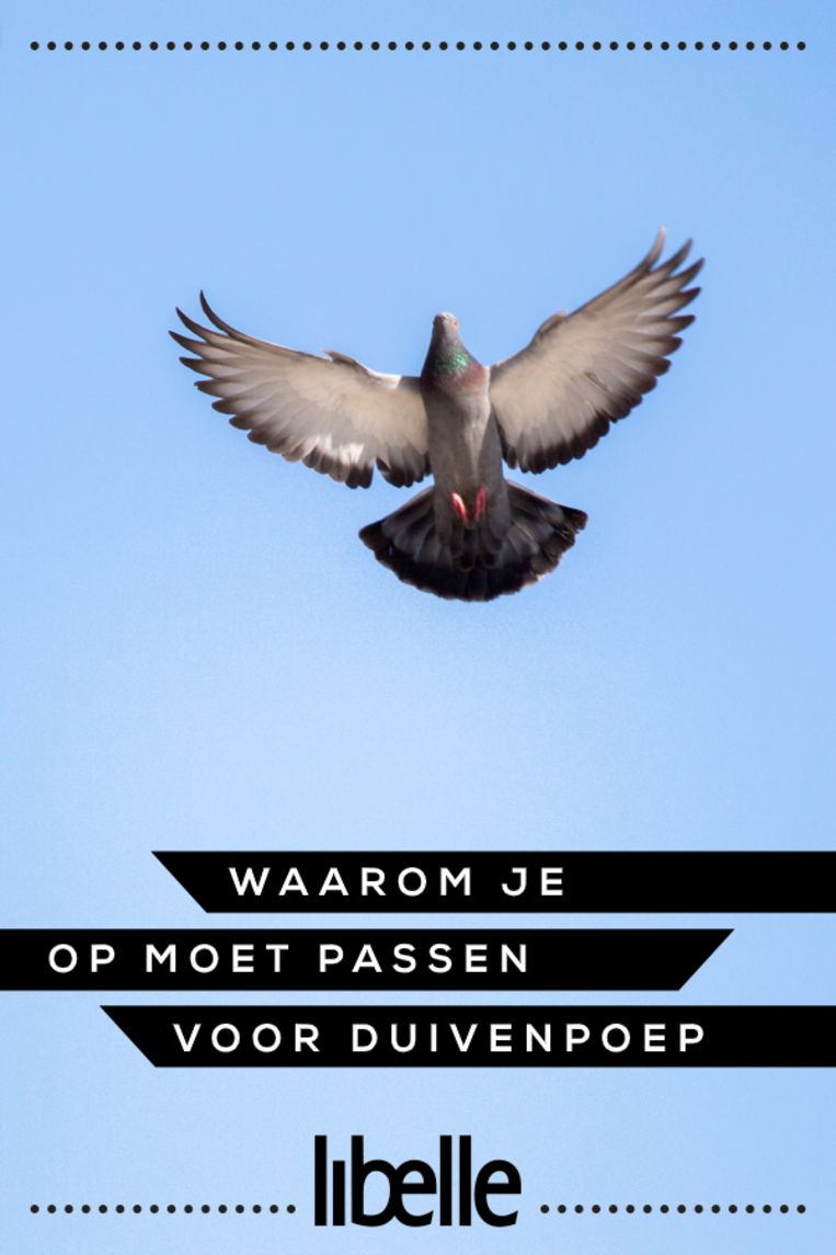 Waarom je op moet passen voor duivenpoep | Libelle