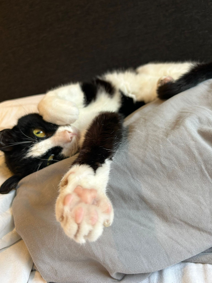 Dit zijn jullie inzendingen van de leukste katten op Wereldkattendag 2023 | Foto | AD.nl