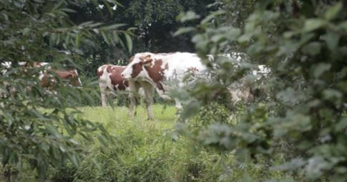 Grazende koeien op het eilandje in de Dommel | Eindhoven | ed.nl