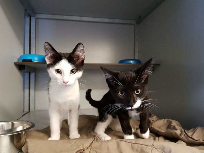 Dierenasiel Zeist getroffen door uitbraak van schimmel | Utrecht | AD.nl