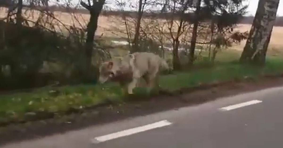 Drenthe krijgt melding dood schaap na opduiken wolf | Binnenland | AD.nl