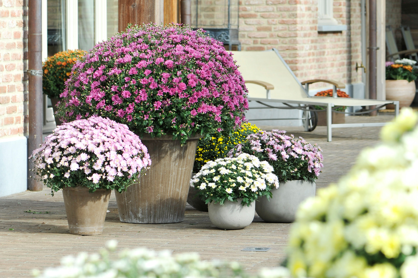 “Chrysanten halen schadelijke stoffen uit de lucht”: onze tuinexperte ...
