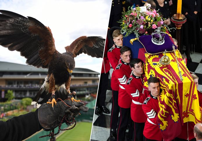 Rufus de valk zorgde ervoor dat de uitvaartdienst van Queen Elizabeth ...