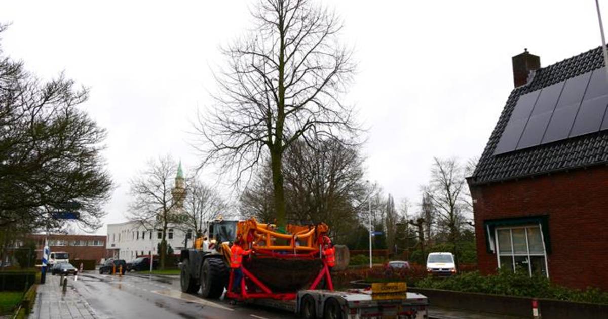 Nieuwe plek voor drie imposante lindebomen in Haaksbergen | Haaksbergen ...