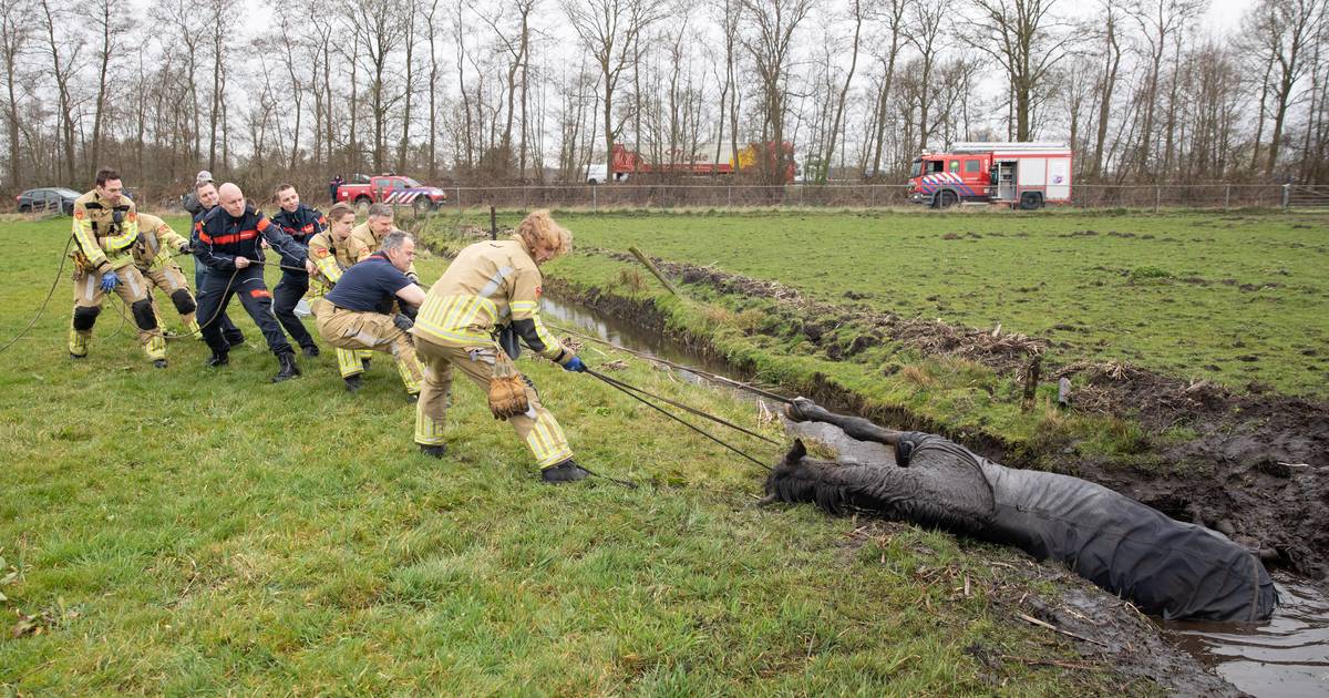 Uitgeput paard door brandweer uit koude water gered in Eemnes | Eemnes | AD.nl