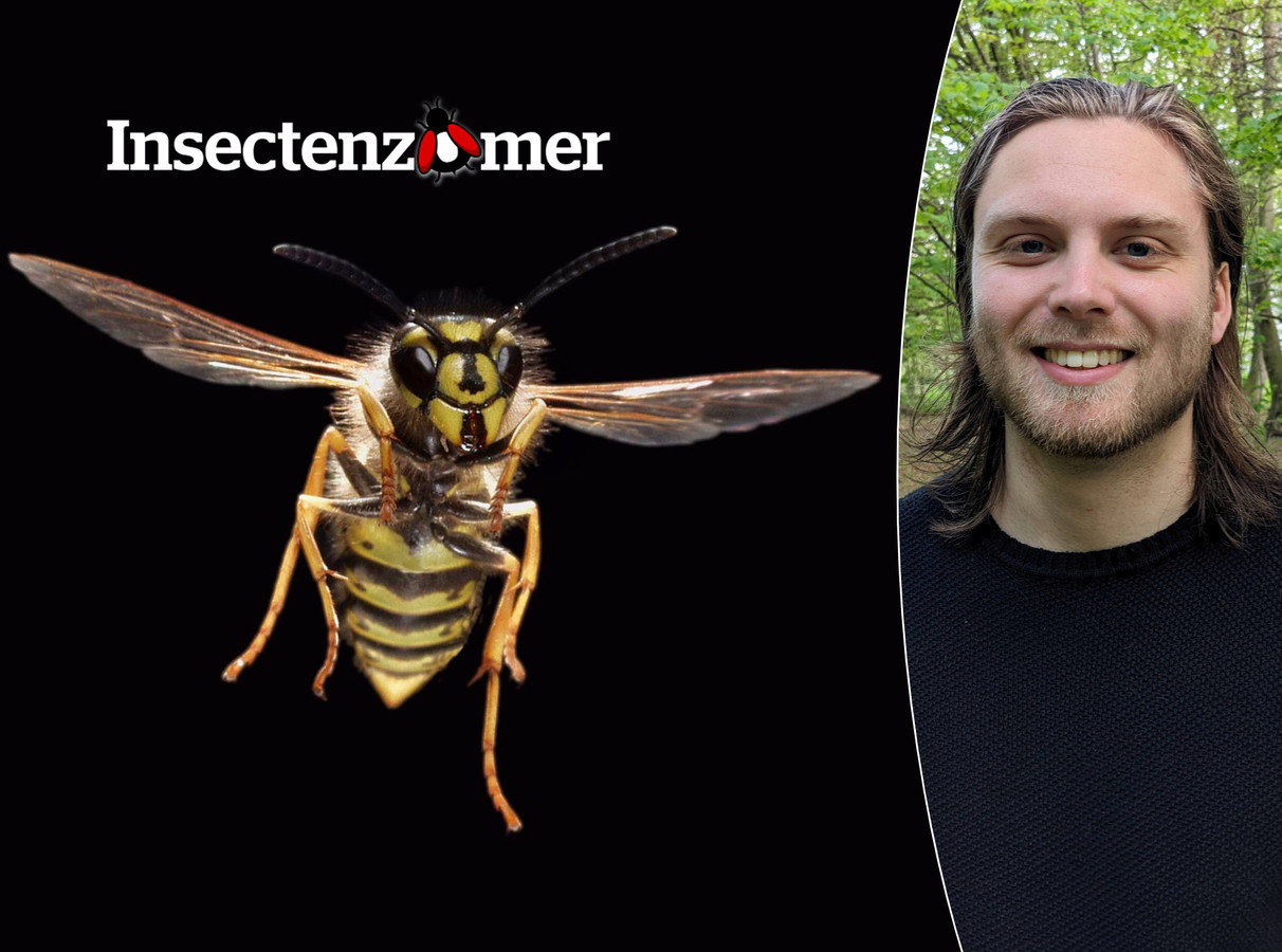 Wat doe je als een wesp jou steekt en hoe kan je het voorkomen? “Ben je ...