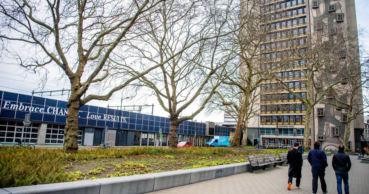 Monumentale platanen worden ontzien bij bouw van toekomstige toren Tree ...