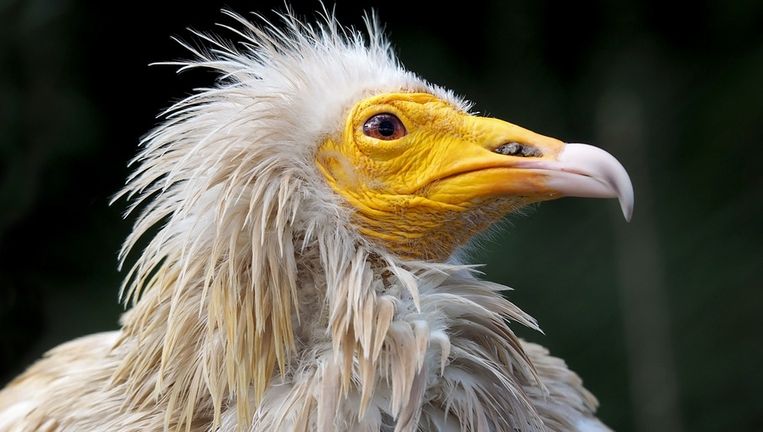 Aasgier in Artis plotseling overleden | Het Parool