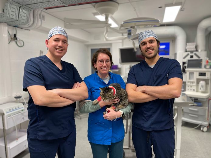 Dierenartsen Akuut verwijderen hersentumor bij kat met behulp van… 3D ...