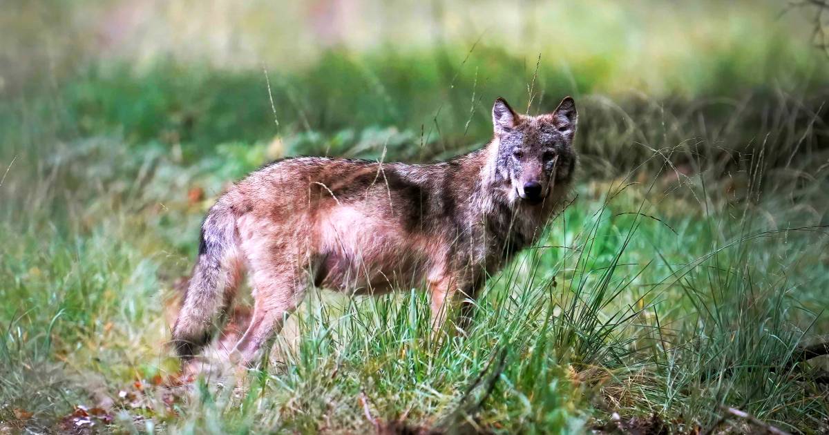 Wolf op de Utrechtse Heuvelrug? Boswachter Jelle zou het schitterend ...