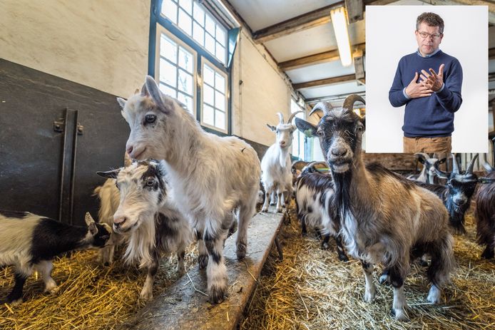 Het slachthuis is de laatste halte voor een boerderijdier, wees daar ...