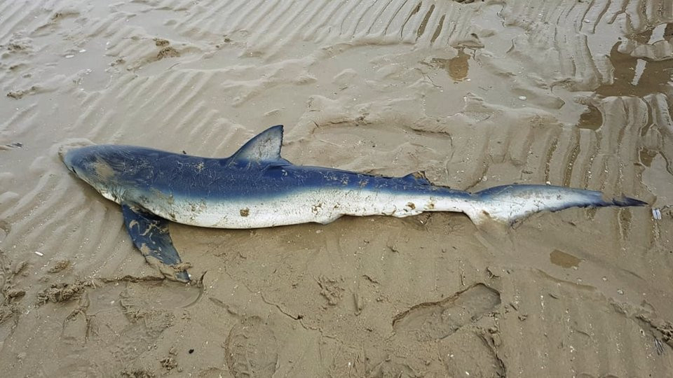 Bijzonder! Aangespoelde blauwe haai wordt met zuurstoftank naar ...