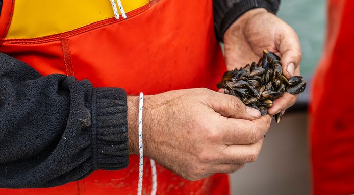 Uitdagend experiment met het oogsten van mosselzaad op open zee: ‘Voor ...