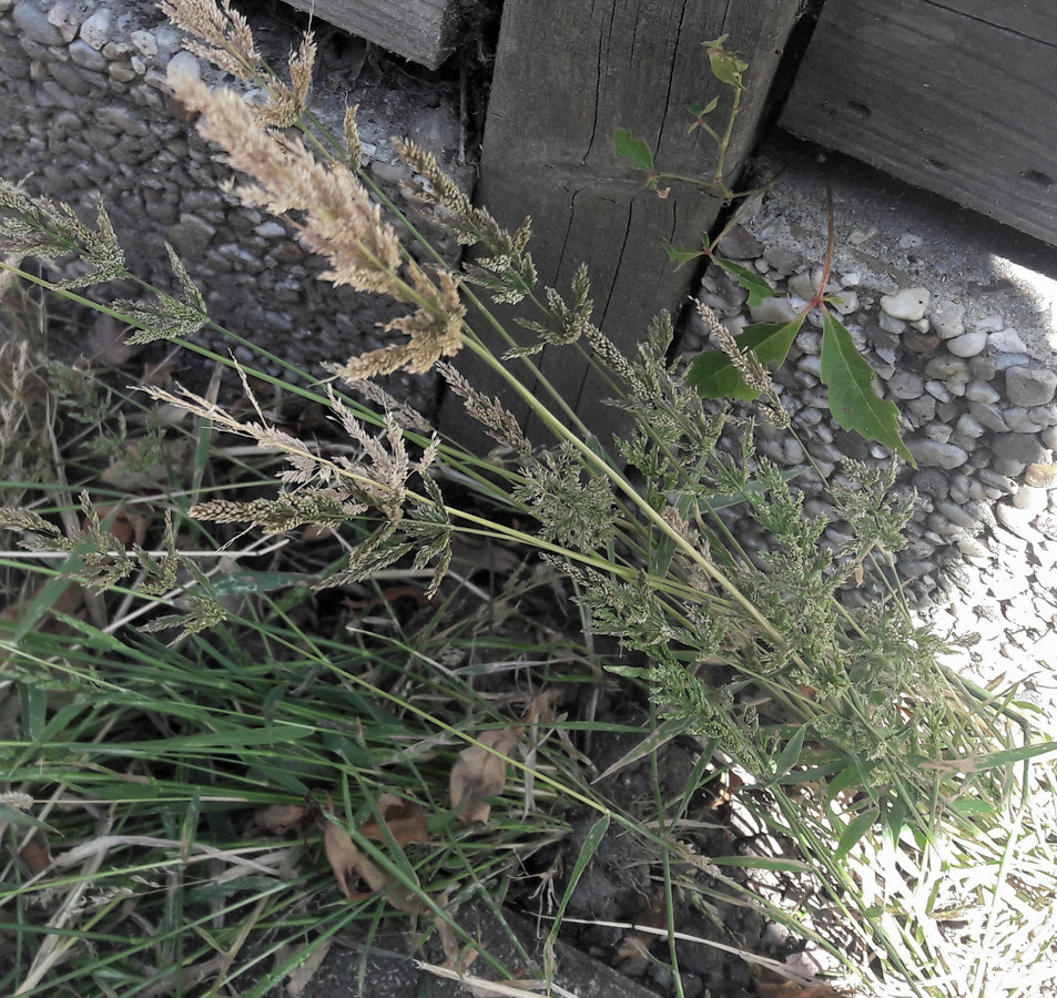 'Onkruid' in de straat steeds belangrijker voor de natuur | Foto | AD.nl
