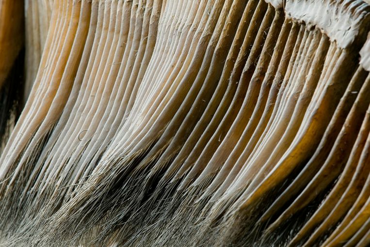 In beeld: zo zeeft de walvis zijn maaltijd uit het zeewater | De Volkskrant