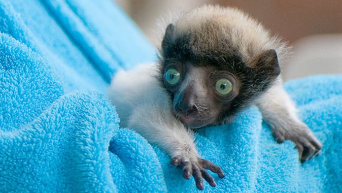 Bijzonder halfaapje geboren in Apenheul | Nieuws | AD.nl