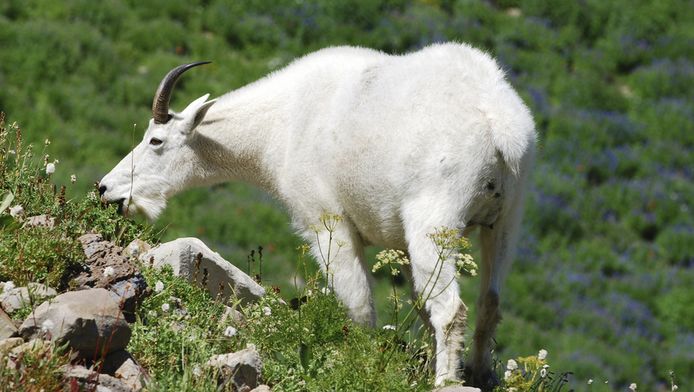 Man graast tussen geiten in geitenkostuum | Nieuws | tubantia.nl