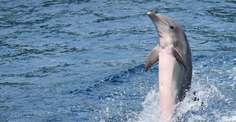 Bijzonder: verdwaalde dolfijn gespot in Amsterdamse haven | Libelle