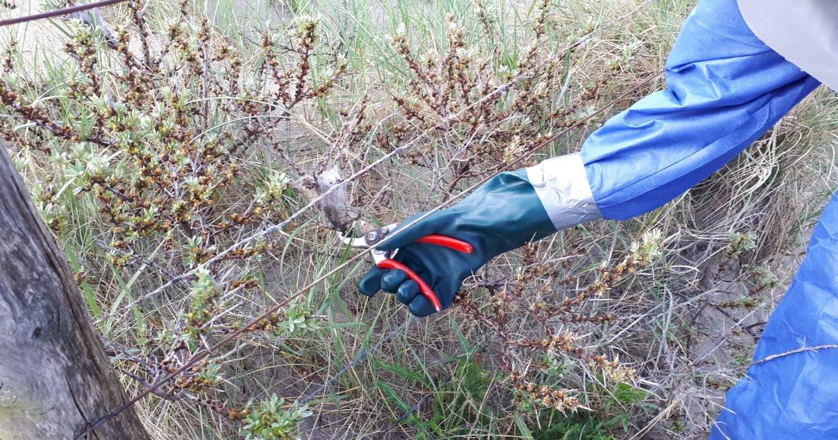 Jeukende rupsen verwijderd uit duinen bij Ter Heijde | Westland | AD.nl