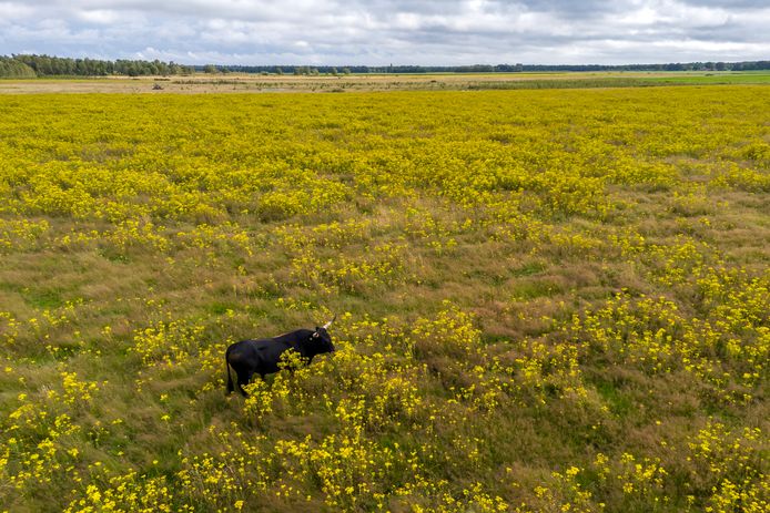 Even giftig als geel, de bloemenzee in Maashorst: ‘Het ziet er prachtig ...