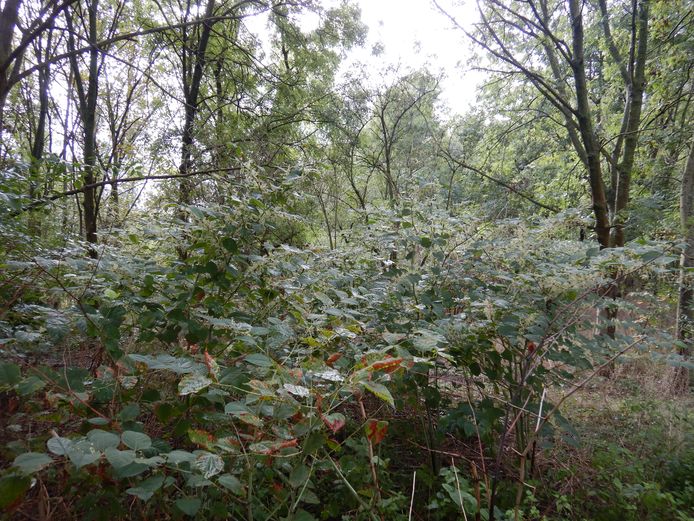 Lantis verwijdert woekerplant aan Noordkasteel: wandelpad definitief ...